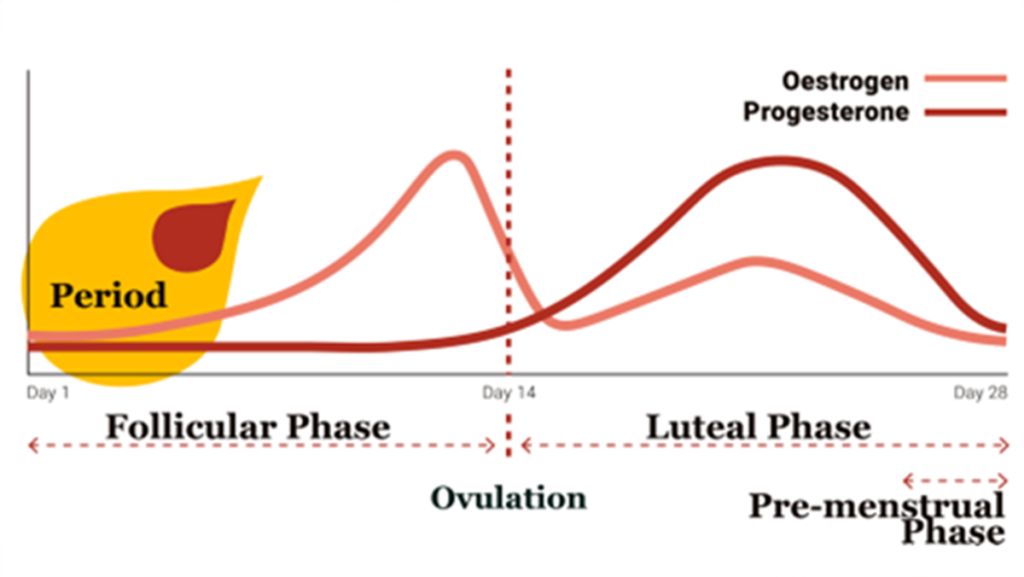 Information on the menstrual cycle for aquatic participants